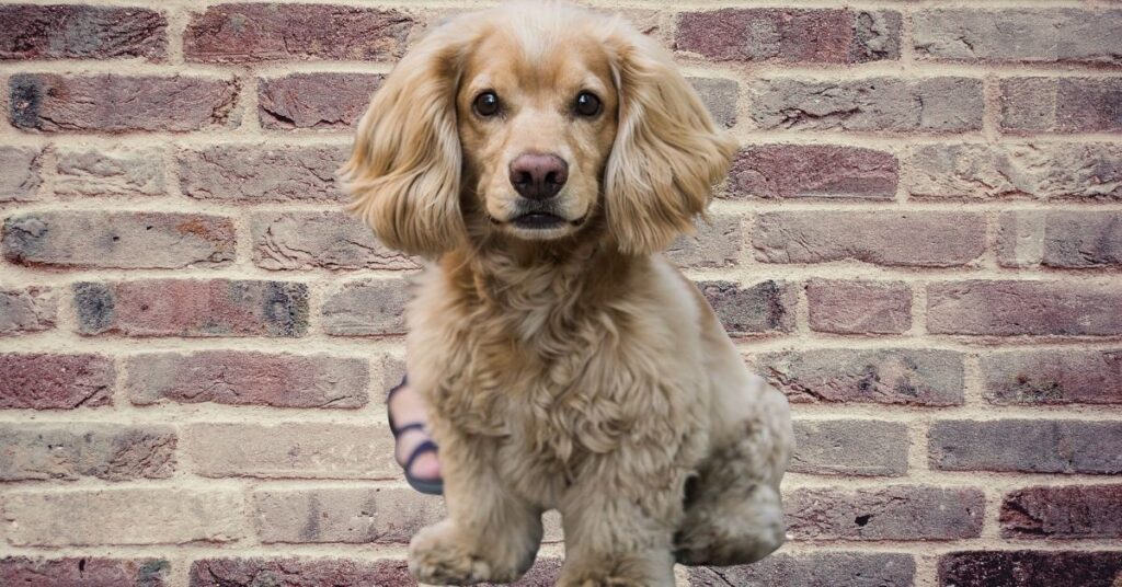 Cocker Spaniel Dachshund Mix (Docker Dog)- Breed Details