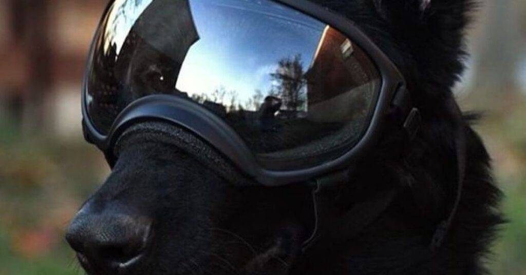 What are REX Specs for Dogs?