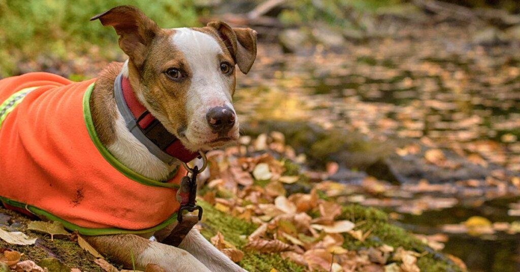 What Does Heel Mean In Dog Training What Does Heel Mean In Dog Training