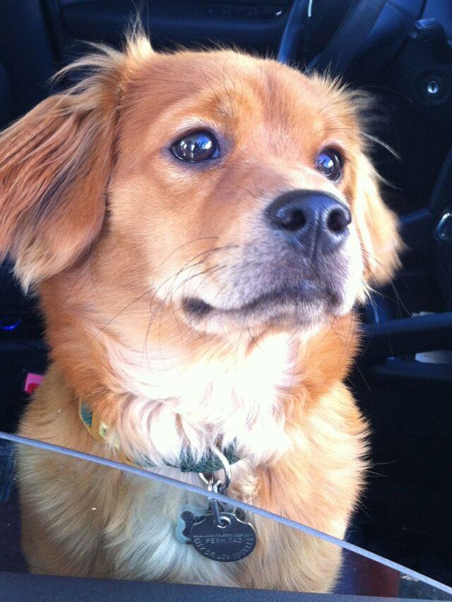 Cocker Spaniel Dachshund Mix (Docker Dog)- Breed Details - Spaniel Dogs